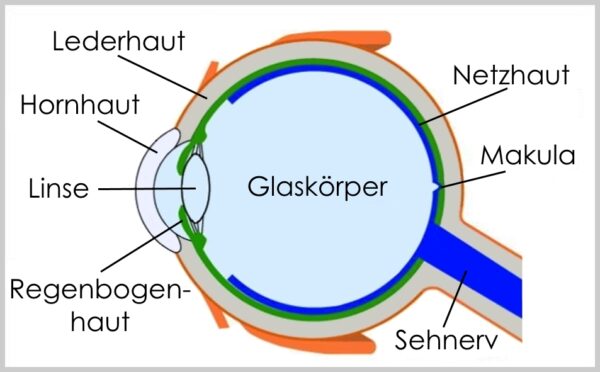 Das Auge - Ihre Augenärztin in Wien